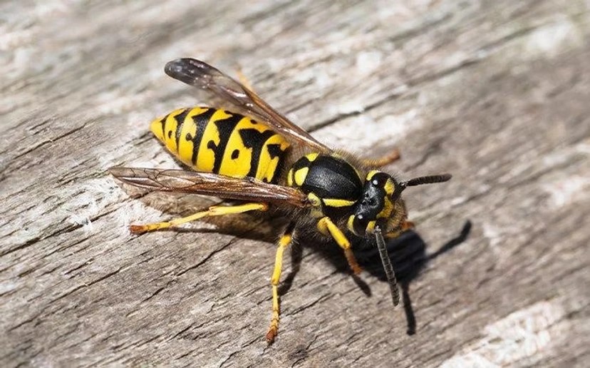 Yellowjackets & Wasps: What to Know & How to Stop Them - Bustabug Pest ...